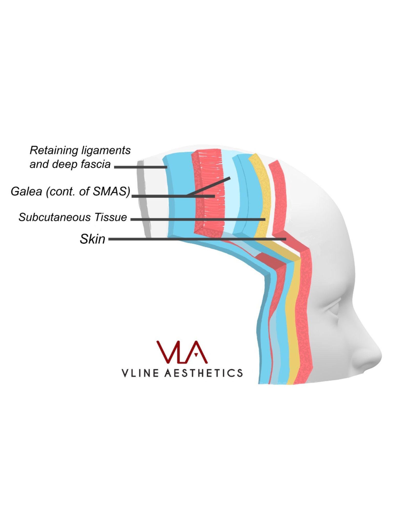 Anatomy Book 1 - V LINE AESTHETICS
