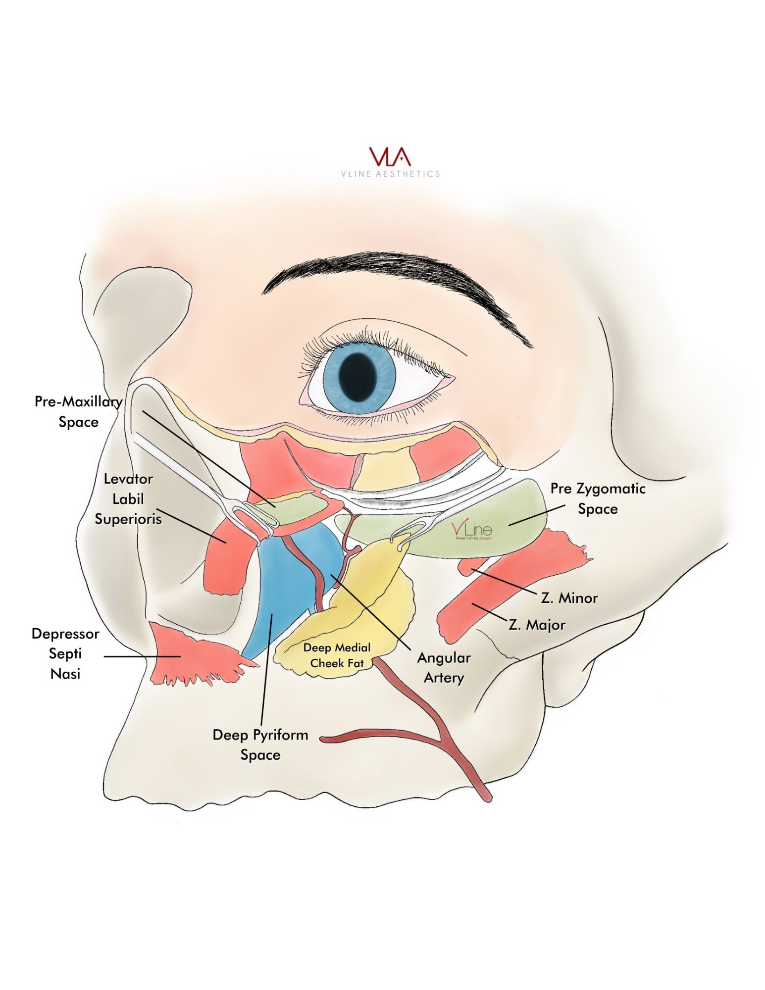 Anatomy Book 1 - V LINE AESTHETICS