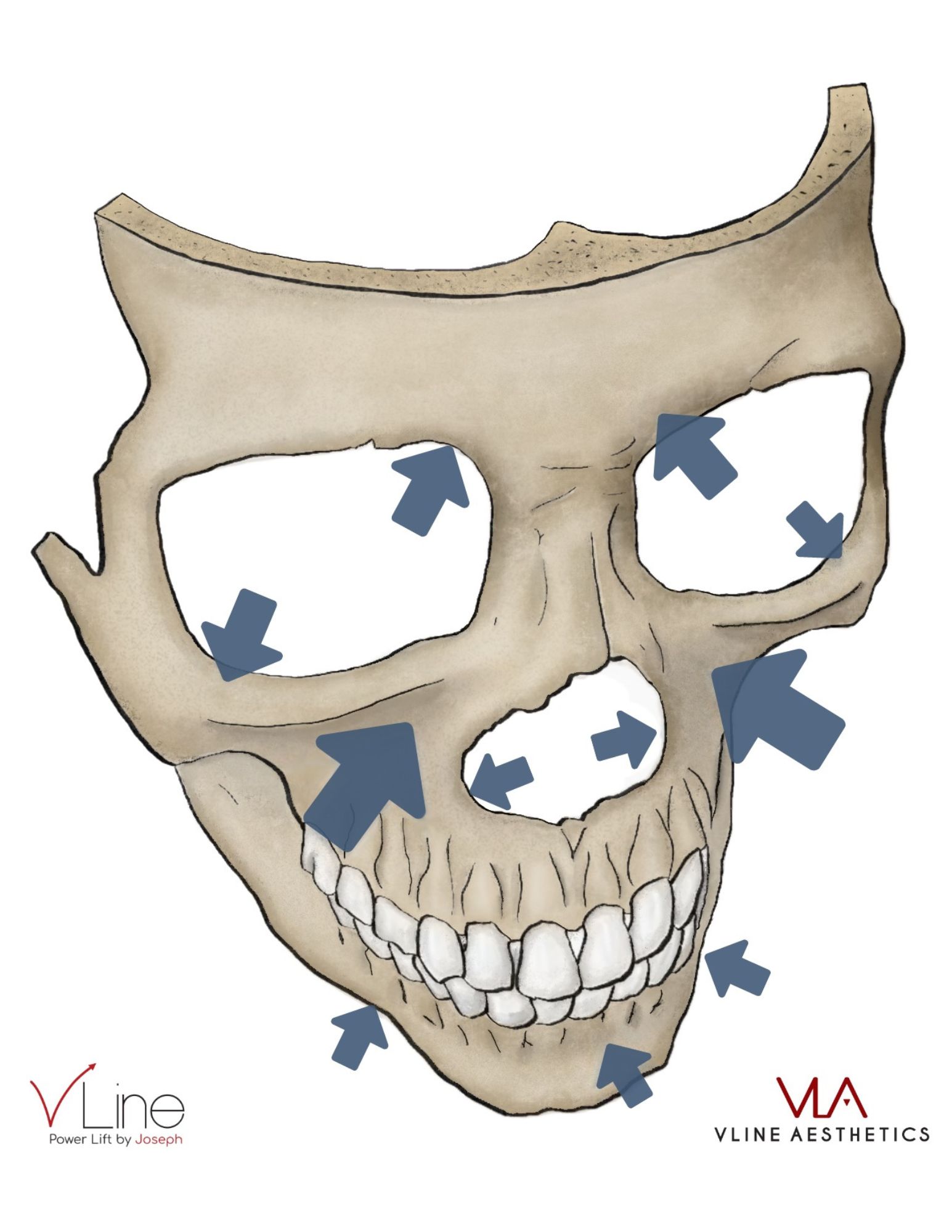 Anatomy Book 1 - V LINE AESTHETICS