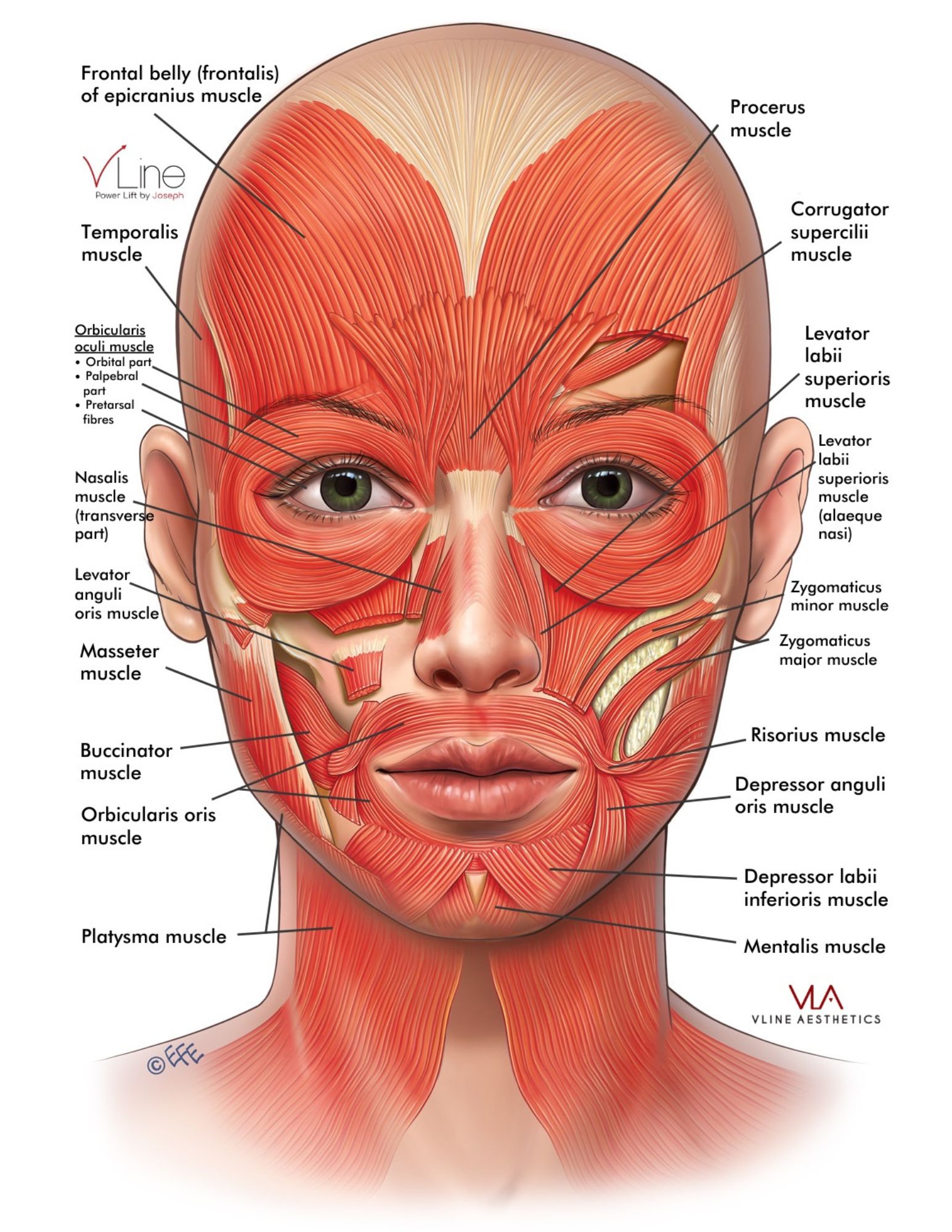 Anatomy Book 1 - V LINE AESTHETICS