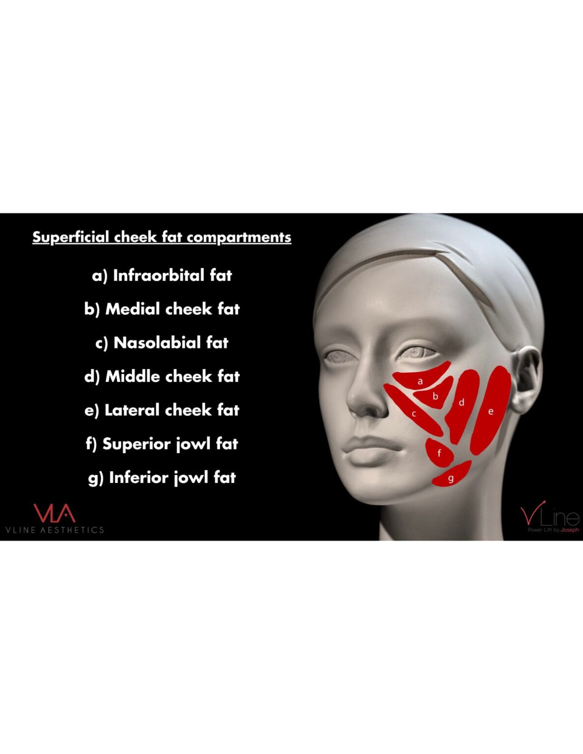 Anatomy Book 1 - V LINE AESTHETICS