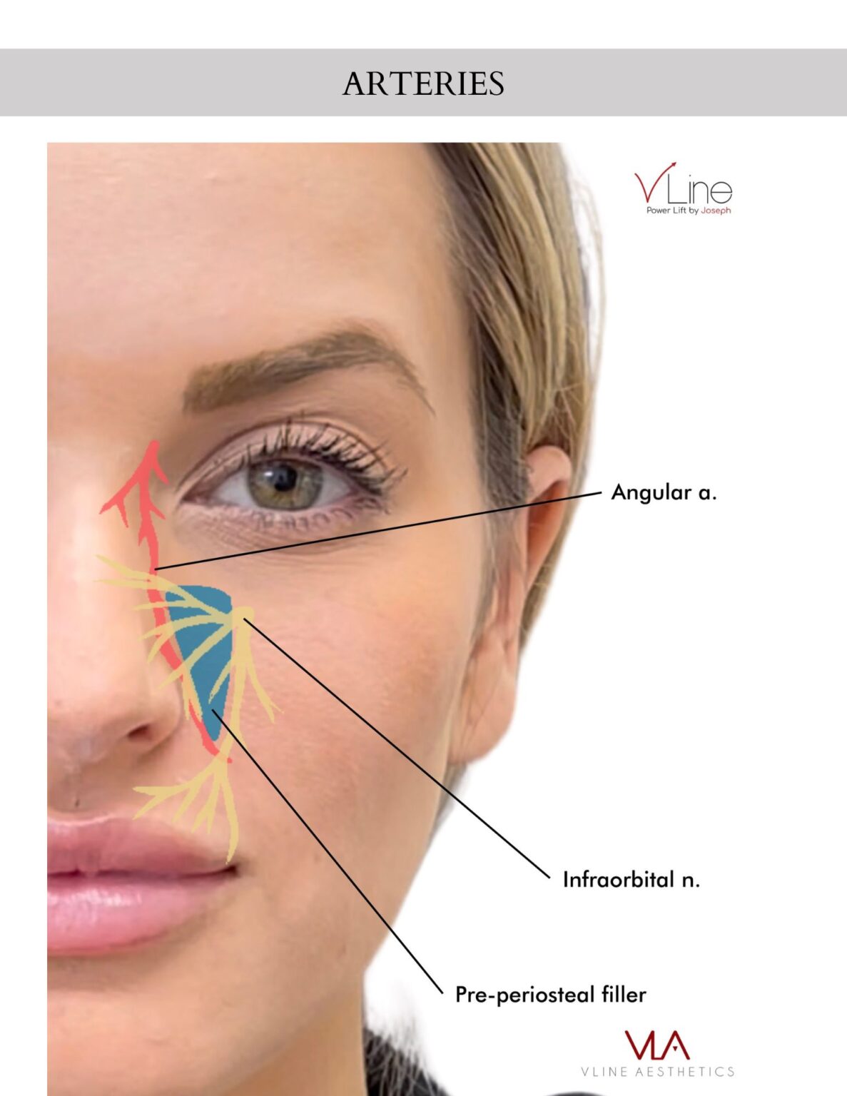 Anatomy Book 1 - V LINE AESTHETICS