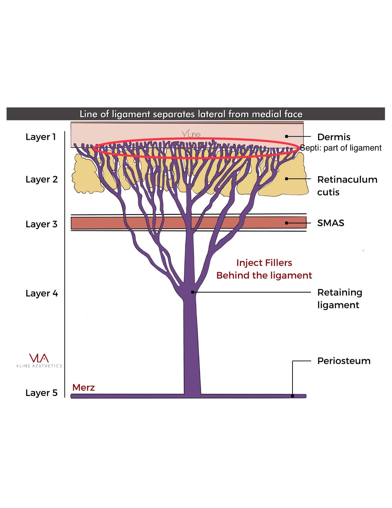 Anatomy Book 1 - V LINE AESTHETICS