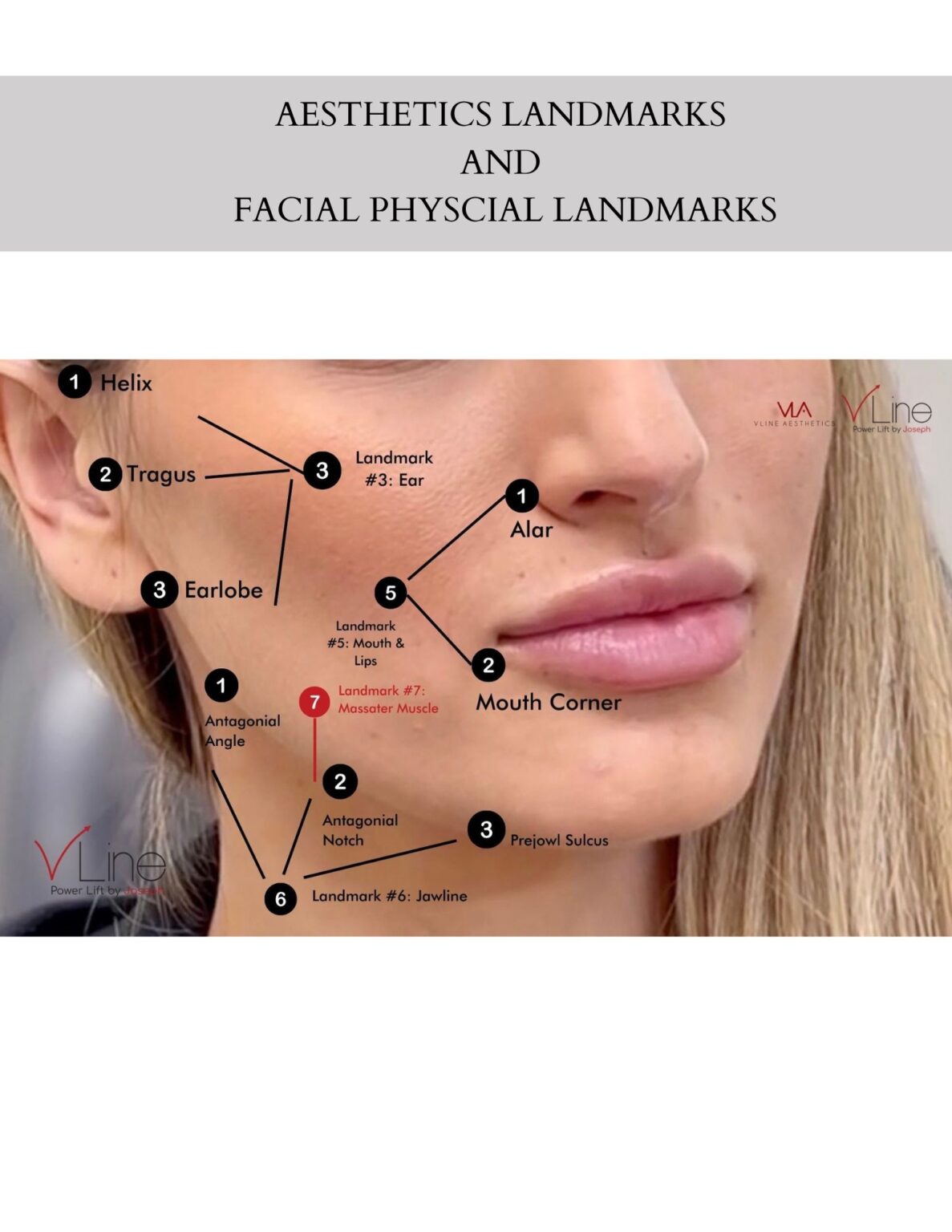 Anatomy Book 1 - V LINE AESTHETICS