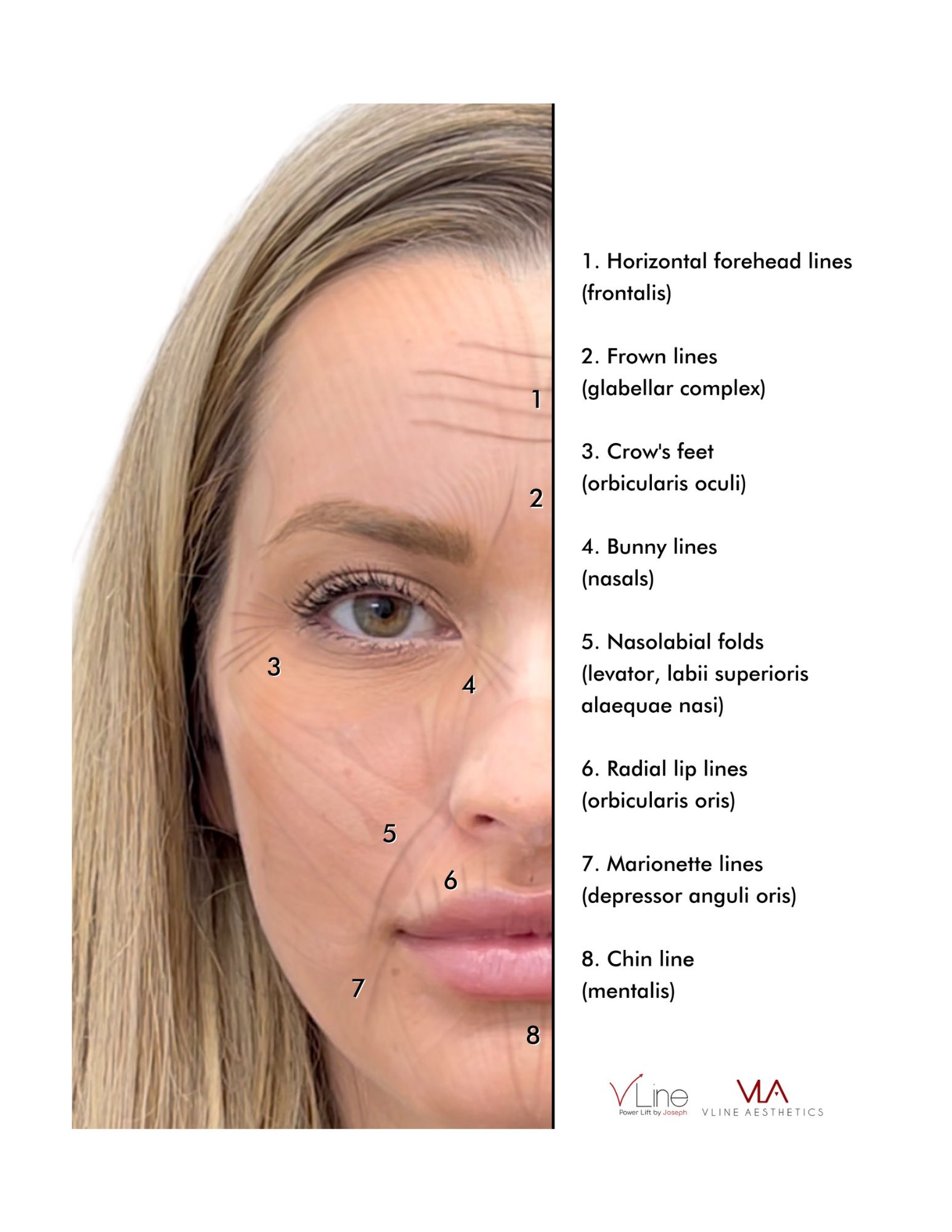 Anatomy Book 1 - V LINE AESTHETICS