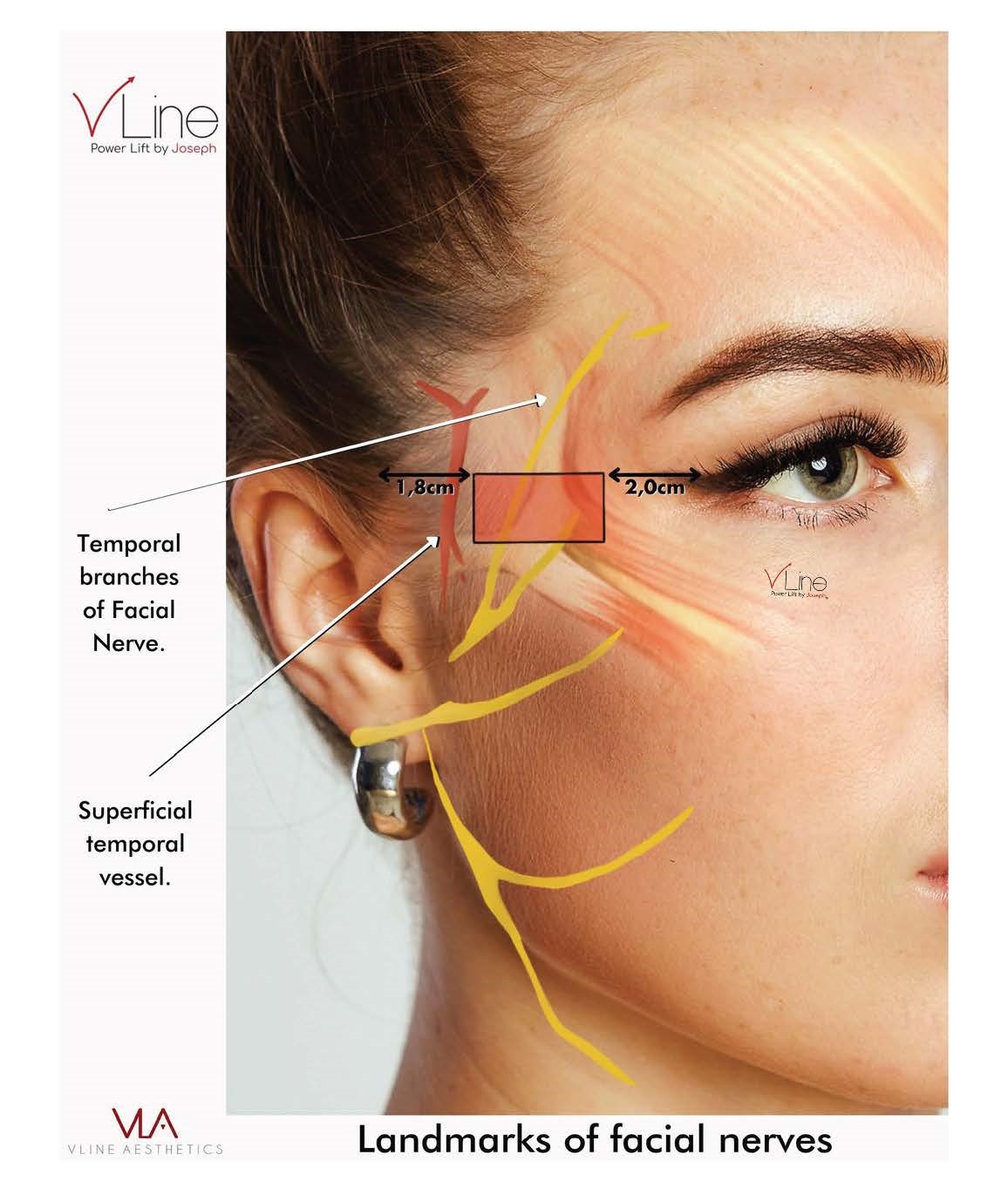 Anatomy Book 2 - V LINE AESTHETICS