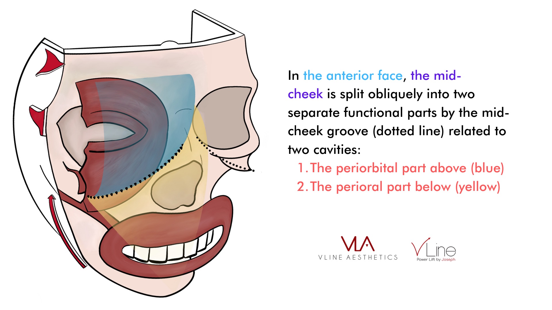 Anatomy Book 1 - V LINE AESTHETICS